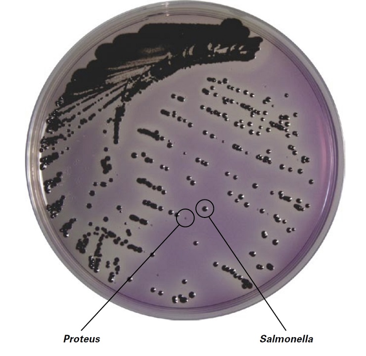 アキュディア™ MLCB寒天培地 | 食品・環境検査分野 衛生管理関連サイト コスモ会 | 島津ダイアグノスティクス株式会社